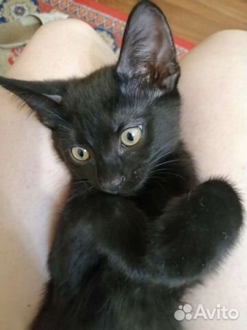 Отдам котят, мальчики, чёрные