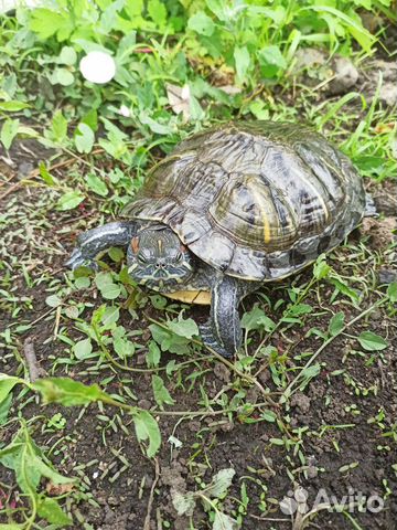 Красноухая черепаха