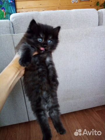 Котята ищут дом