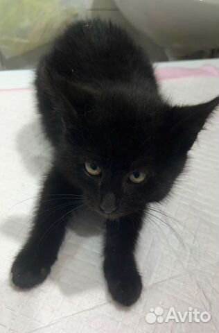 Котенок
