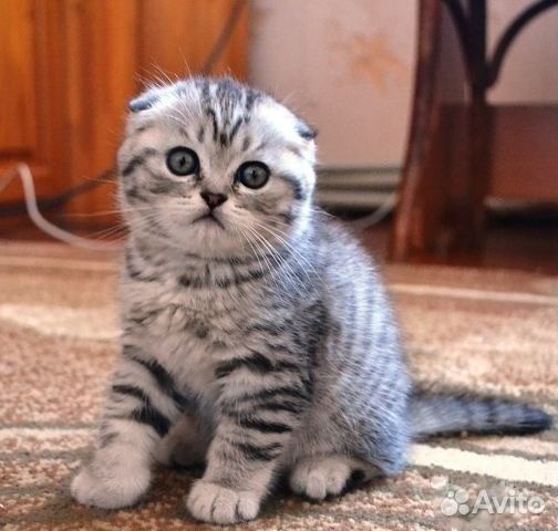 Вислоухий плюшевый котик Стасик