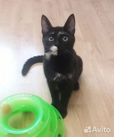 Котята-девочки чудесные черно-белые в добрые руки