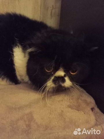 Такая красота оказалась никому не нужна