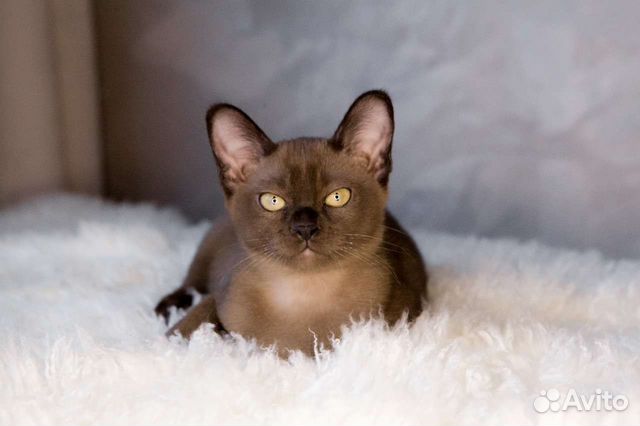 Бурманская девочка