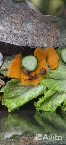 Улитки караколусы