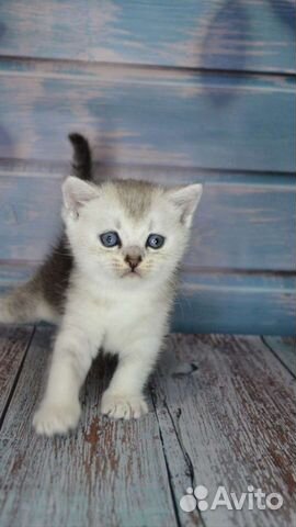 Британская серебристая шиншилла