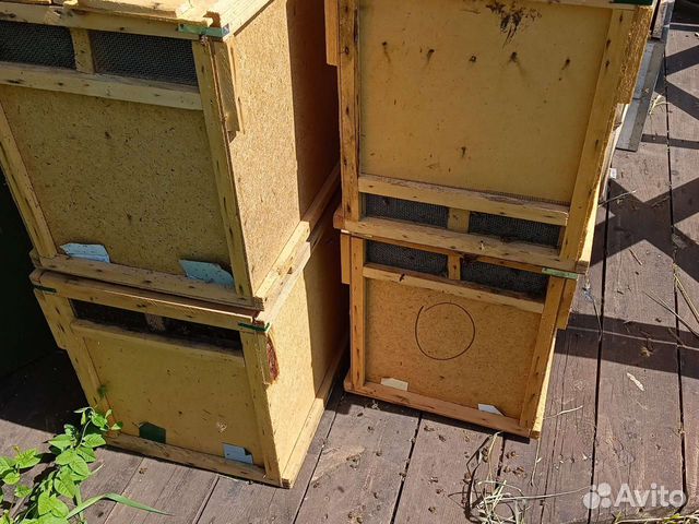 Продаются пчёлы