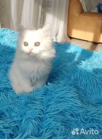 Британский пушистый белый котенок