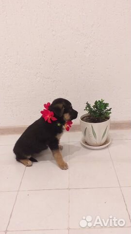 Щенок в добрые руки