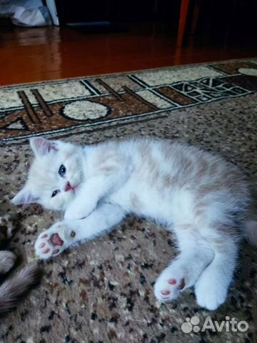 Котенок от вислоухой