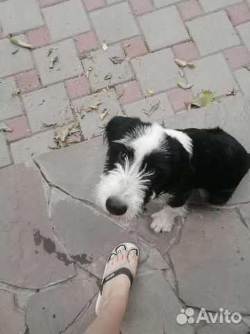 Похож на Дратхаара