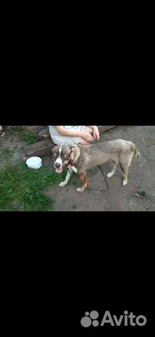 Хаски Арлекин