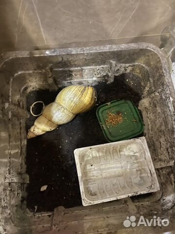 Улитка Ахатина гигантская в добрые руки бесплатно