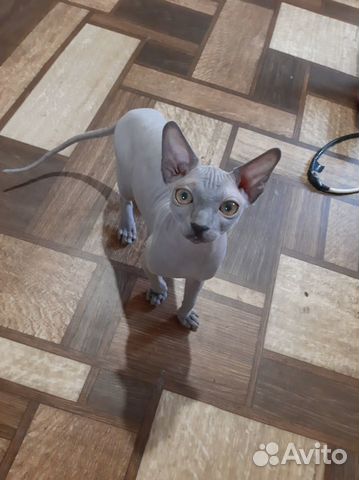 Голубой канадский сфинкс