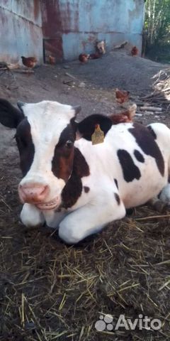 Телята бычки