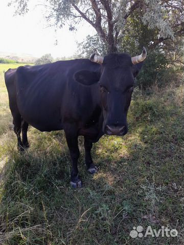 Продаются коровы