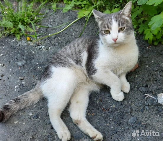 Кот молодой бесплатно