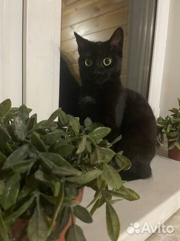 Черная красавица кошечка