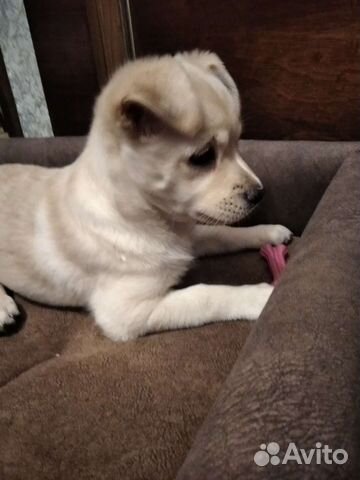 Собака в добрые руки отдам бесплатно