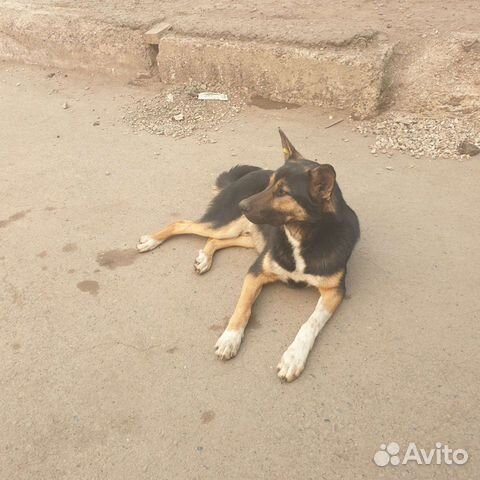 Найдена собака помесь овчарки
