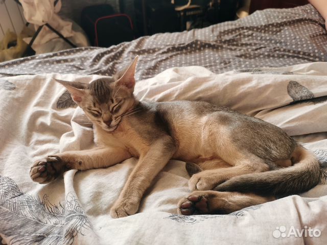 Абиссинские котята