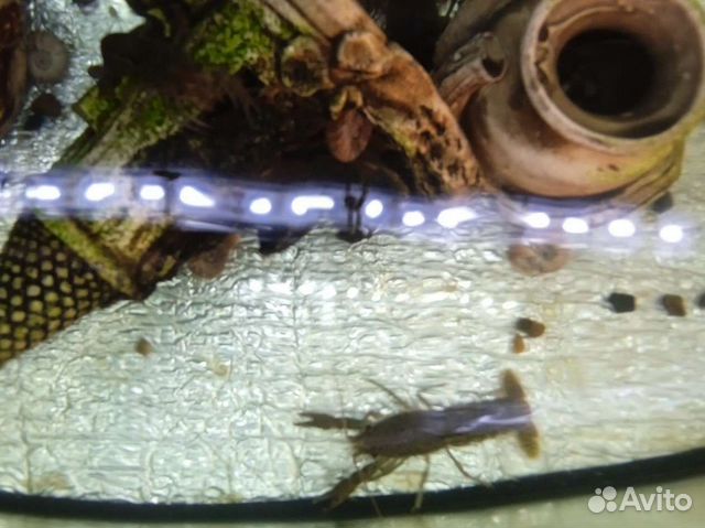 Мраморные раки