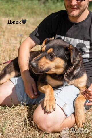 Собака в добрые руки. Джек
