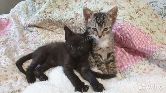 Котенок 2 месяца черный