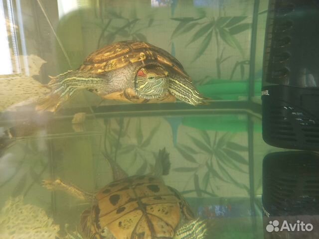 Красноухая черепаха бесплатно