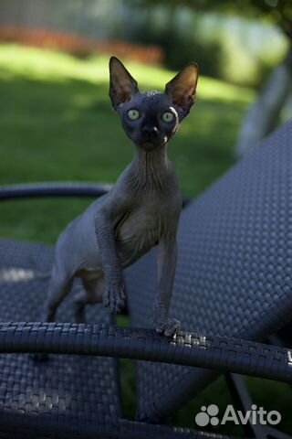 Супер Канадский сфинкс