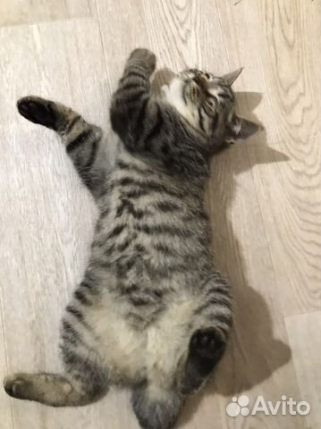 Кошечка Курильский бобтэйл 3 месяца