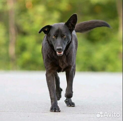 Смоляной красавец- в добрые руки