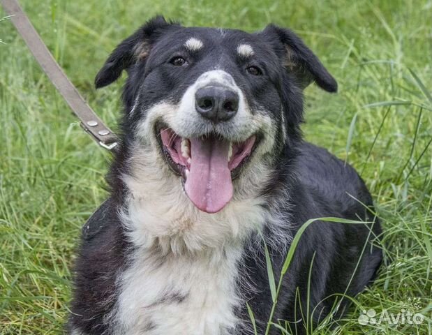 Солнечный Слай в добрые руки