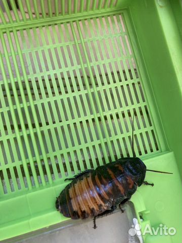 Мадагаскарские тараканы