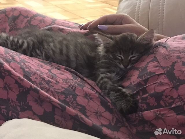 Сибирский котенок