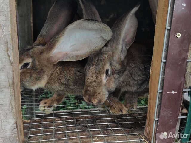 Кролики фландр