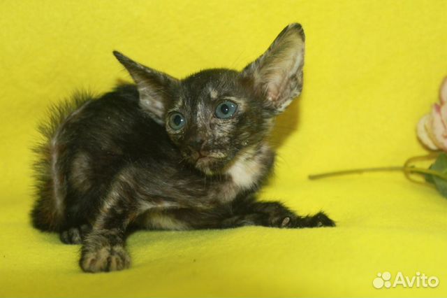 Ориенталочка Ленси