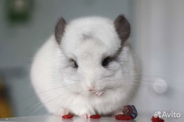 Шиншилла Белая Ангора мальчик