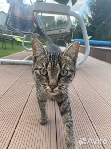 Которебенок
