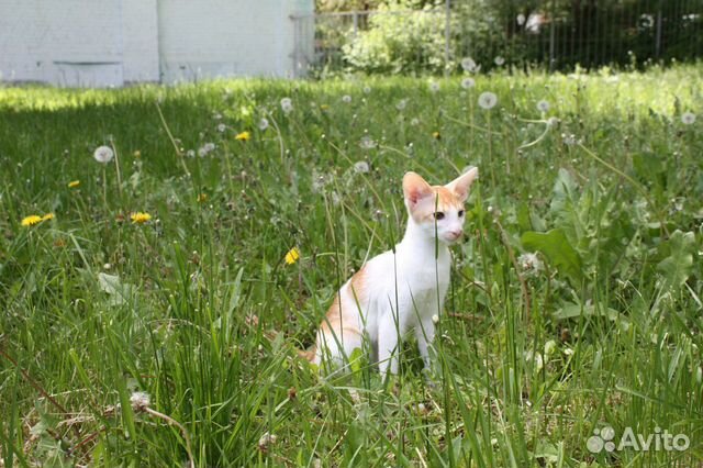 Девочка красный биколор 5 мес ищет добрые руки