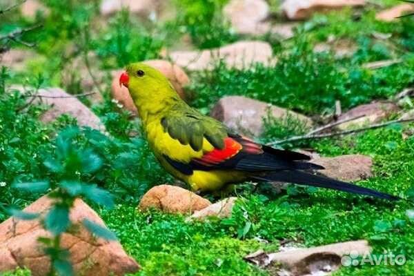 Горный попугай