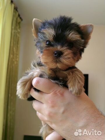 Йорки породные 4 братика и сестричка РКФ