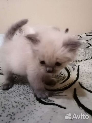 Котята Рэгдолл 2 мес