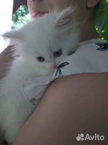 Белый котенок девочка