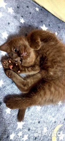 Коричневая кошечка