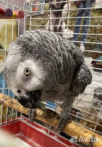 Серый попугай