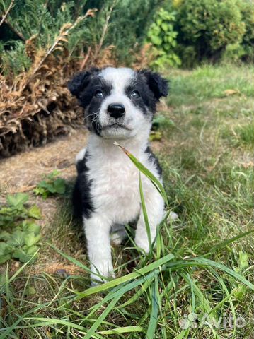 Пандочка в добрые руки