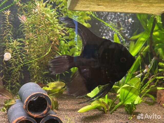 Скалярии 2 штуки