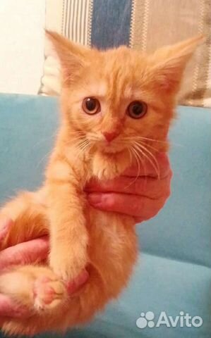 Котёнок-девочка, 3 мес