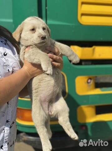 Отдам в добрые руки